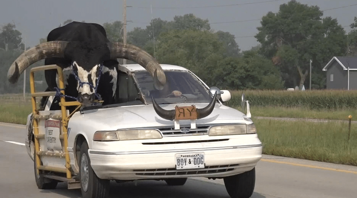 Nebraska Resident Takes His Full-Sized Bull for a Car Ride, Creating ...