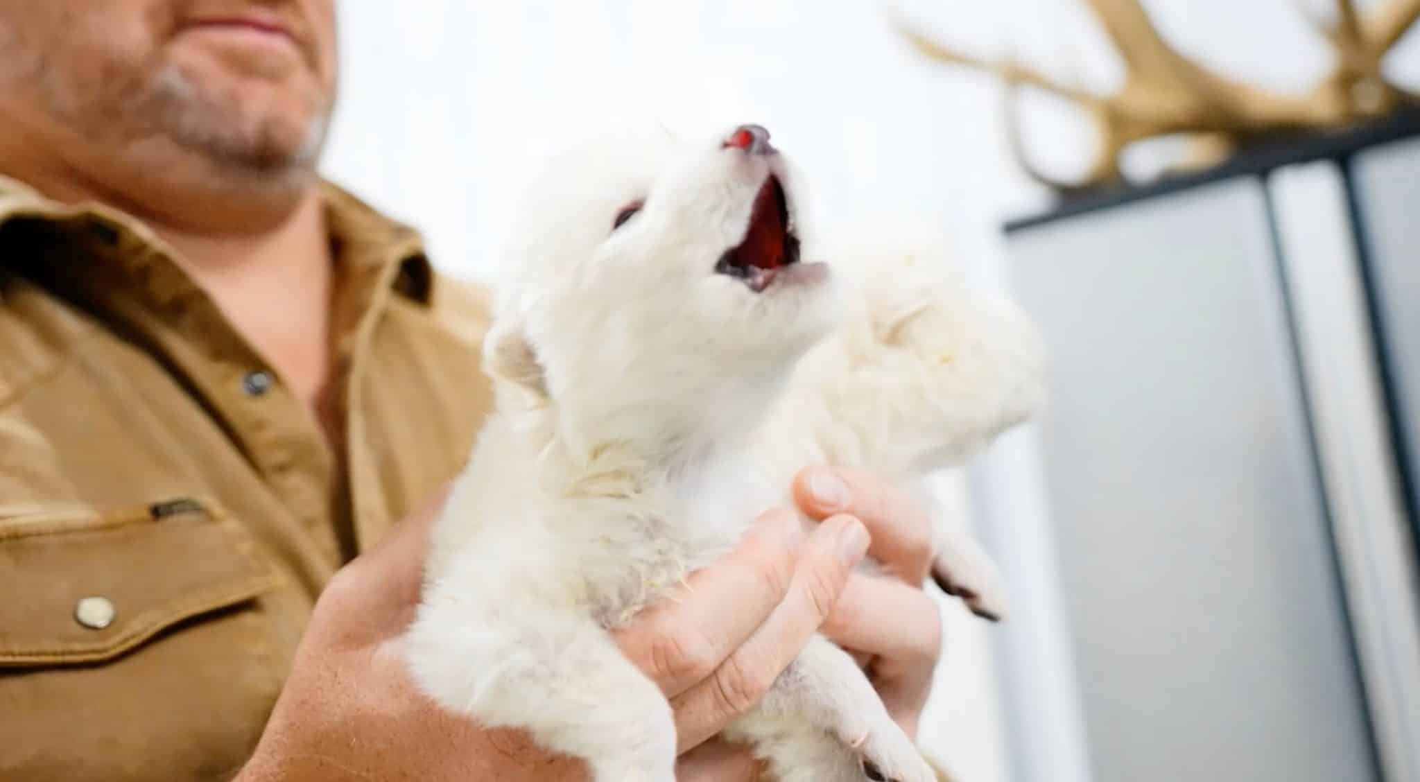 Breakthrough in De-Extinction: Colossal Biosciences Revives Dire Wolf ...